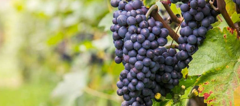 Différencier les cépages issus des vignobles bordelais
